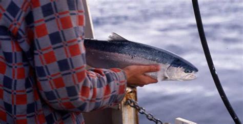 Gavin Nicoll On Linkedin Huge Database Gives Insight Into Salmon