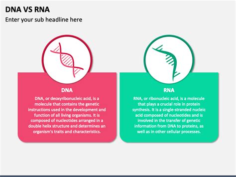 DNA Vs RNA PowerPoint And Google Slides Template PPT Slides