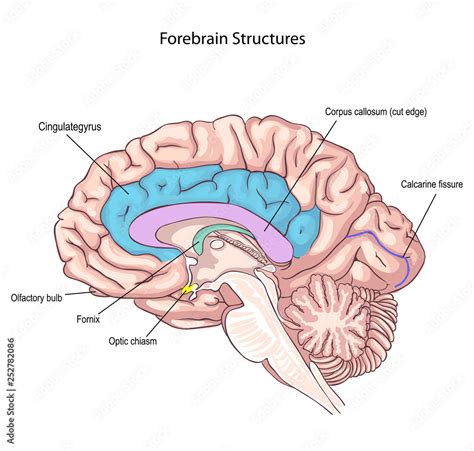 Forebrain Structures Medial Surface Of The Brain Memory Storage