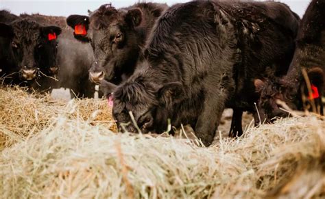 Canadian Cattle Herd Is The Smallest Since 1989 Country 600 Cjww