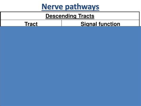 Ppt Extrapyramidal Tracts And Motor Neuron Lesions Powerpoint Presentation Id 1913530