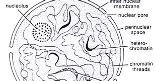 NUCLEUS Structure And Function