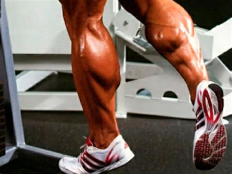 Икроножные мышцы анатомия упражнения для икроножных мышц