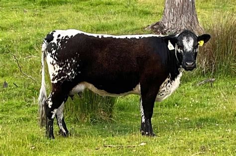 Stellar Speckle Park Leading Speckle Park Cattle