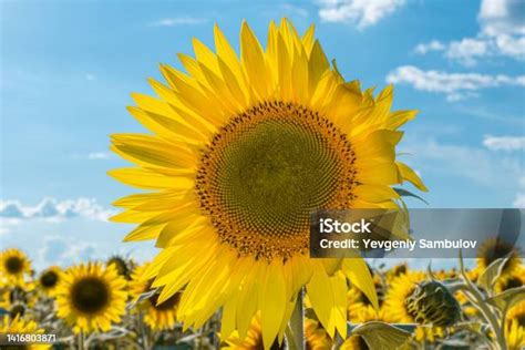 해바라기와 식물성 기름에 대한 광고의 사진 해바라기 밭과 초원 태양 광선과 함께 큰 피는 해바라기 새싹이있는 배경과 스크린 세이버 해바라기 씨앗 0명에 대한 스톡 사진 및