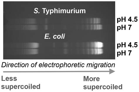 The Effect Of Ph On Dna Supercoiling In Salmonella Typhimurium Strain