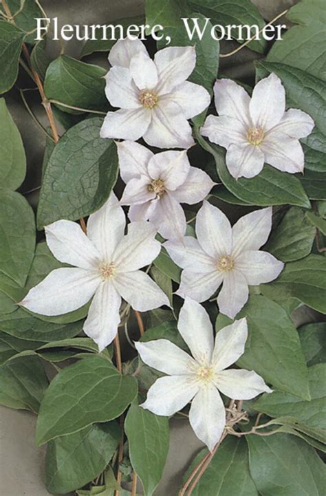 Clematis ‚Jackmanii Alba‘ – Esveld Webshop