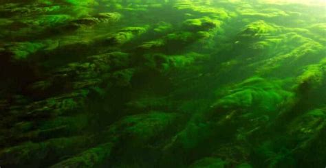 Algae Characteristics And Types