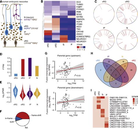 The Ctnnbip1 Clstn1 Fusion Transcript Regulates Human Neocortical Development Cell Reports