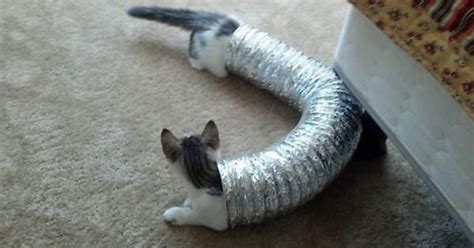 We Shall Call Him Stretch Imgur