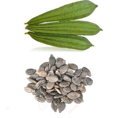 Jainco Seeds Turai Seed Pack Size 50g And Also Available In 100g And