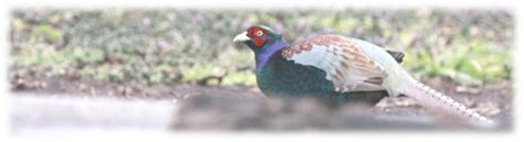 狩猟制度の概要 野生鳥獣の保護及び管理 環境省