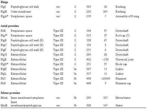 The Evolution Of The Flagellum