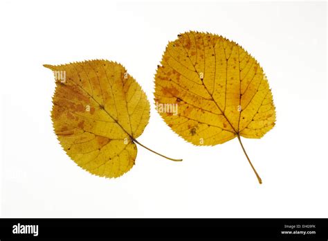 Basswood American Linden Lime Tree Tilia Americana Leaves In