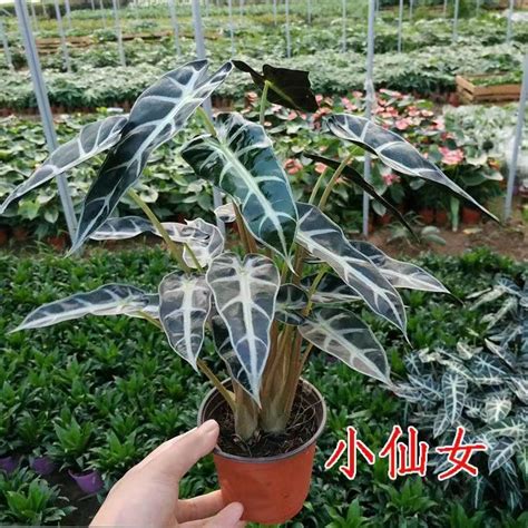 小仙女黑叶竹芋盆栽小型观音莲室内客厅办公桌面花卉摆件净化空气 阿里巴巴