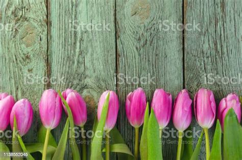 텍스트에 대 한 공간을 가진 파란색 배경에 분홍색 튤립의 행입니다 어머니의 날 또는 다른 축 하에 대 한 축제 꽃 배경입니다 0명에 대한 스톡 사진 및 기타 이미지 Istock