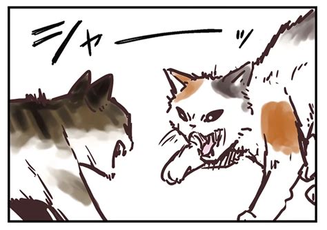 猫と幸せに暮らすための教科書 レタスクラブ