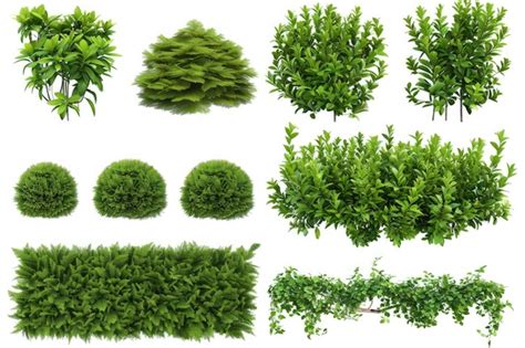 Premium Photo Set Of Green Garden Bushes Cut Out