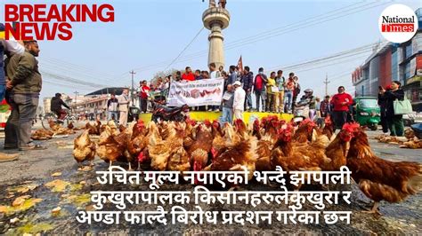 उचित मूल्य नपाएको भन्दै झापाली कुखुरापालक किसानहरुलेकुखुरा र अण्डा