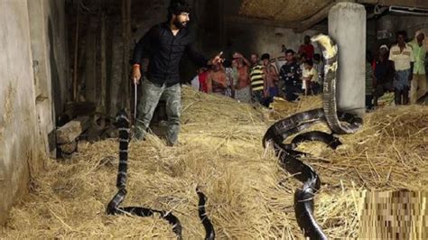 Murliwale Hausla Rescues 2 King Cobras Watch Viral Video