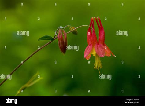 Columbine At The North Carolina Botanical Garden Chapel Hill Stock