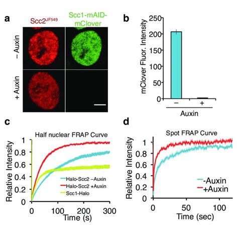 Scc2 Binds To Cohesin That Is Already Loaded On Dna A Download