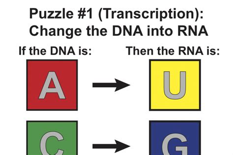 Solve The DNA Puzzle To Make RNA