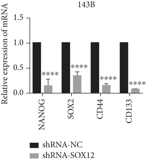 Sox12 Downregulation Inhibits The Stem Cell Like Properties Of
