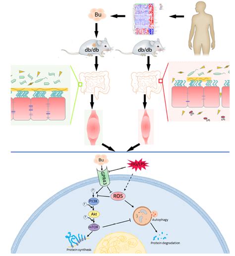 糖尿病and肥胖合集 麦特绘谱助力糖尿病 肥胖相关研究成果 肿瘤细胞 氨基酸代谢 非靶向代谢 脂质 多组学代谢流检测分析 脂肪酸定量 肠道微生物菌群检测 麦特绘谱
