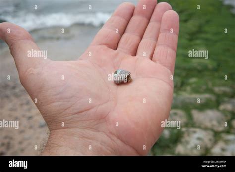 Steromphala Umbilicalis Or The Flat Top Shell Over My Hand Magoito