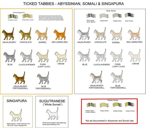 Cat Colors And Patterns Chart Ponasa
