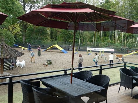 반려견동반 여행 준비물 과 공항이용 요령