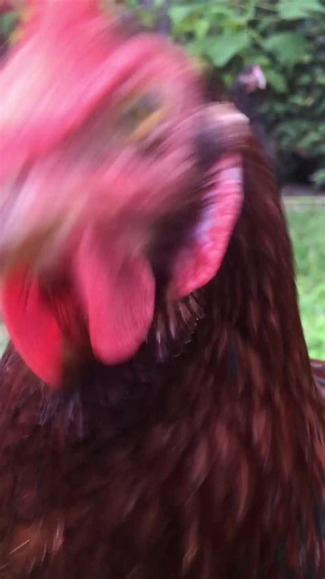 Chicken Wallpaper Aesthetic Chicken Farm Aesthetic Chicken Aesthetic