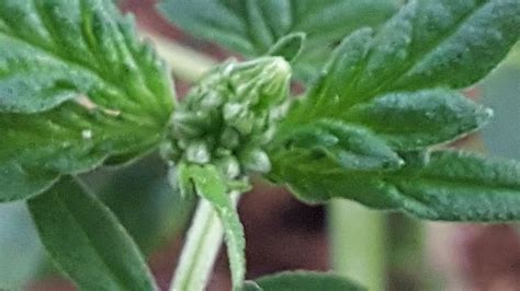 Need Help Sexing My Plants Flowering Ilgm Forum