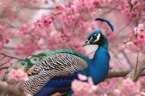 Premium Photo A Peacock Displays Its Stunning Plumage Amidst The