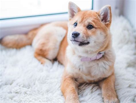 Como Acostumar Um Cachorro A Ficar Sozinho Dicas E Conselhos