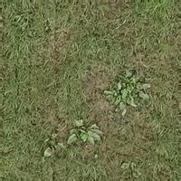 Grass Weeds Object Detection Dataset V Release By Roboflow