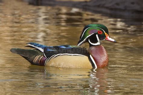 Male Wood Duck Stock Image Image Of Breeding Swim Wood 32407405