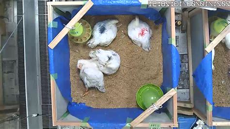 My First Project Instance Segmentation Dataset By Chicken