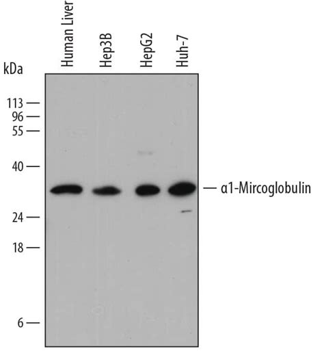 Alpha 1 Microglobulin Antibody 784917 Mab7724 Novus Biologicals
