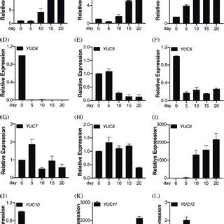 QRT PCR Analysis Of Transcript Levels Of OsYUCCA Genes During Grain