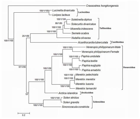 Molecular Phylogeny Of The Bivalve Subclass Heterodonta Using Download Scientific Diagram