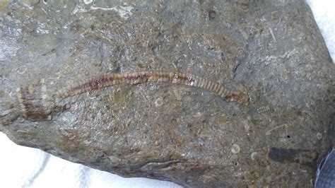 Complete Crinoid I D Fossil Id The Fossil Forum
