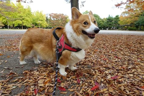 犬が散歩を嫌がるようになった原因と理由！ Earth Rated