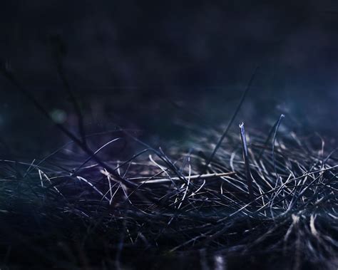 Wallpaper Dry Grass Bushes Darkness 2560x1600 Picture Image
