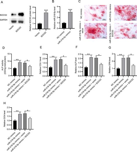Mir 218 5p Facilitates Osteogenic Differentiation Of Bmscs By Targeting