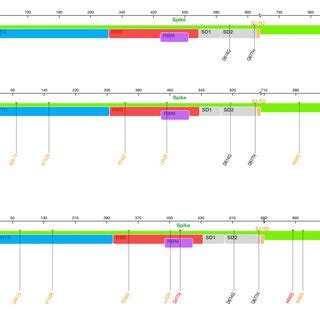 Genomic Maps Showing Lineage Defining Mutations Of The C Lineages