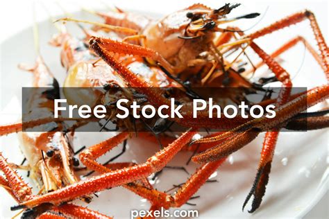 Metanephrops Japonicus Photos Download The Best Free Metanephrops