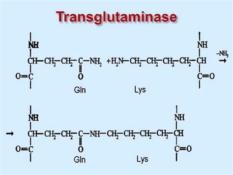 Proline And Lysine Residues 4 — Hydroxyproline