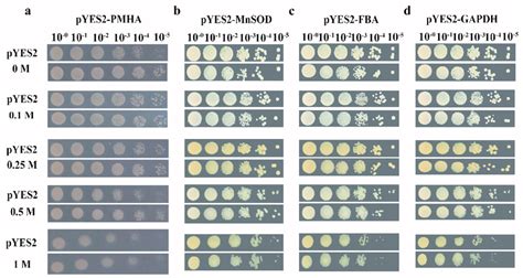 The Salt Tolerance Ability Of Transgenic Yeast The Salt Tolerance